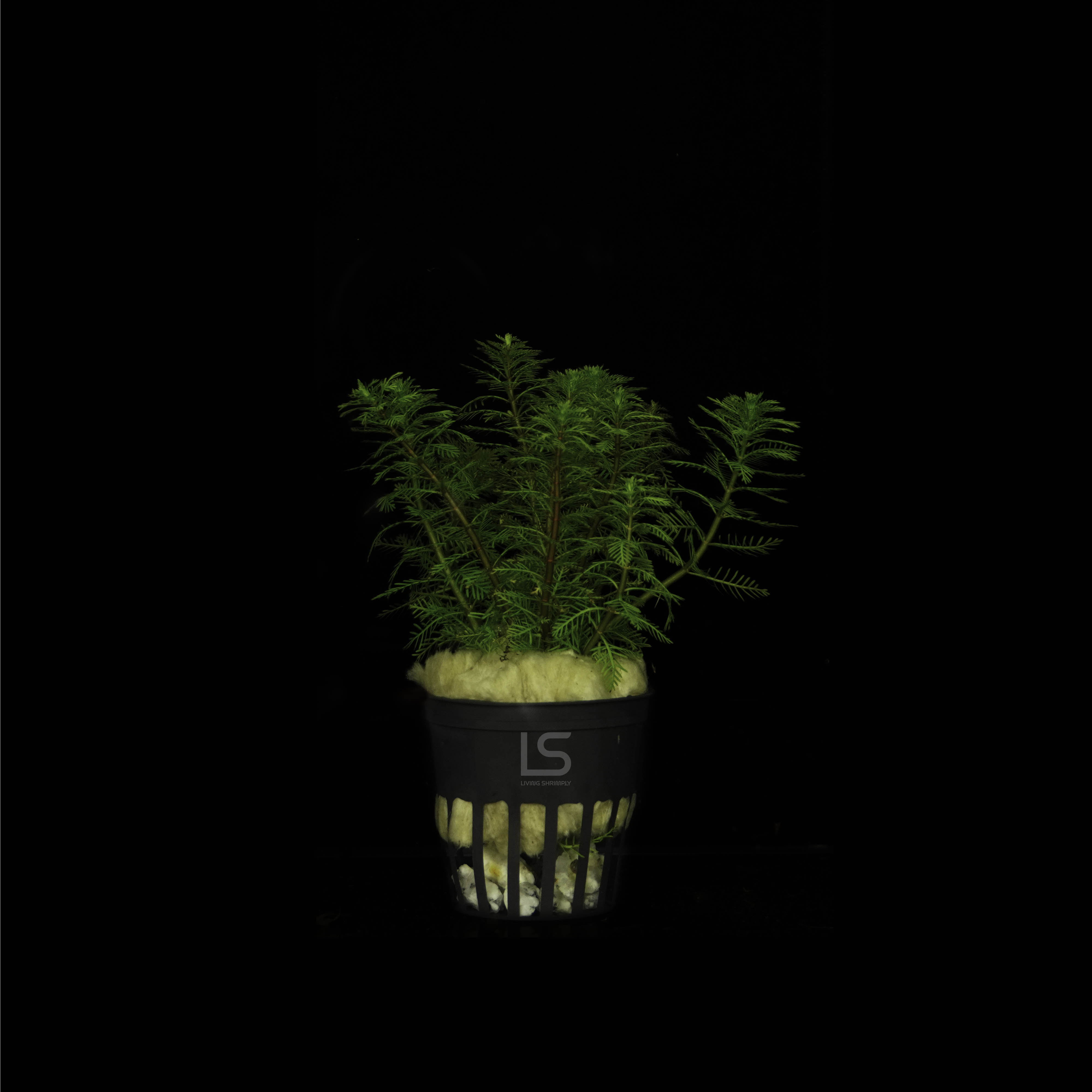 Myriophyllum Mattogrossense Emersed